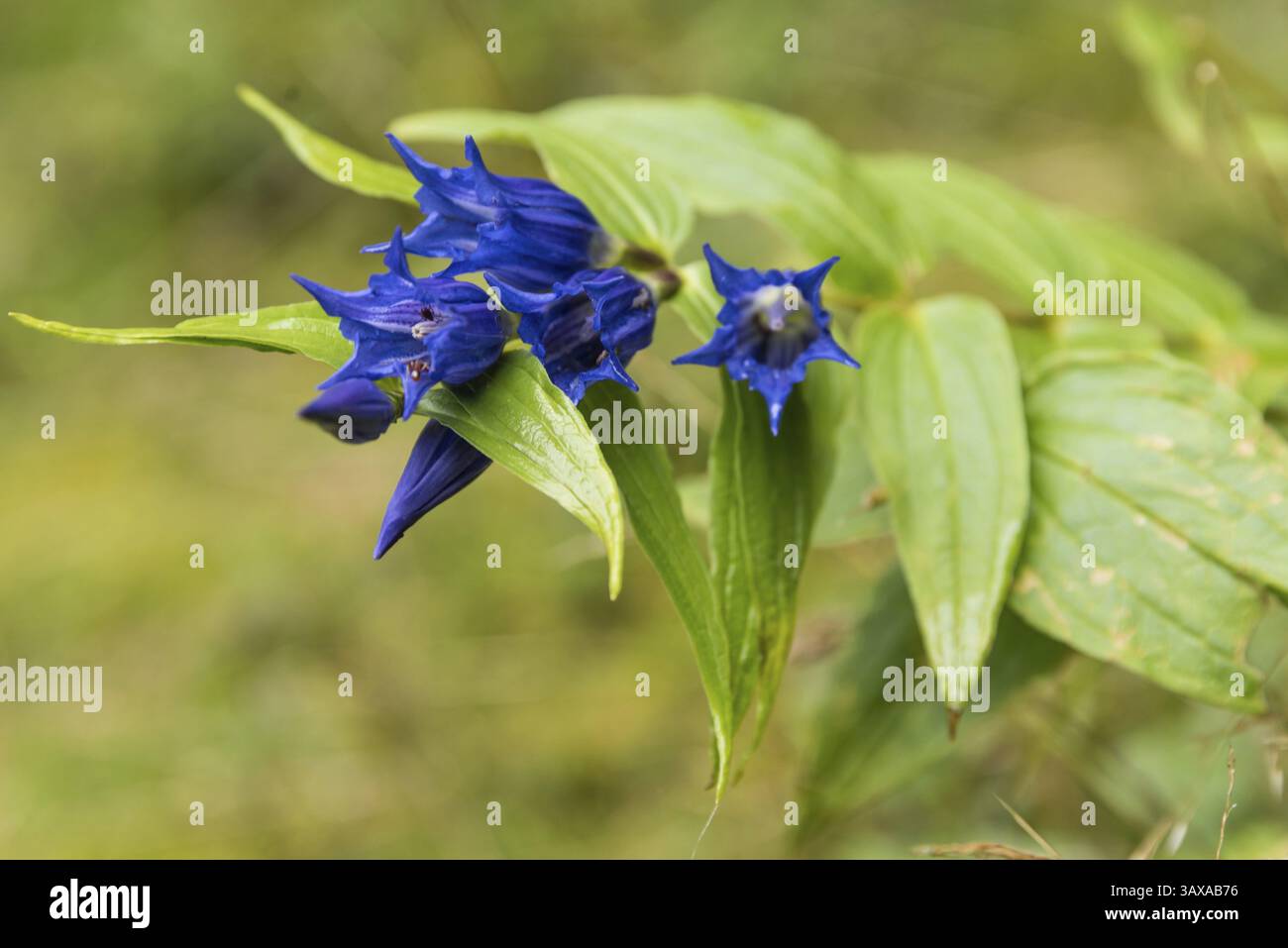 Blue-flowering swallow-wort gentian - mountain plant and medicinal herb ...