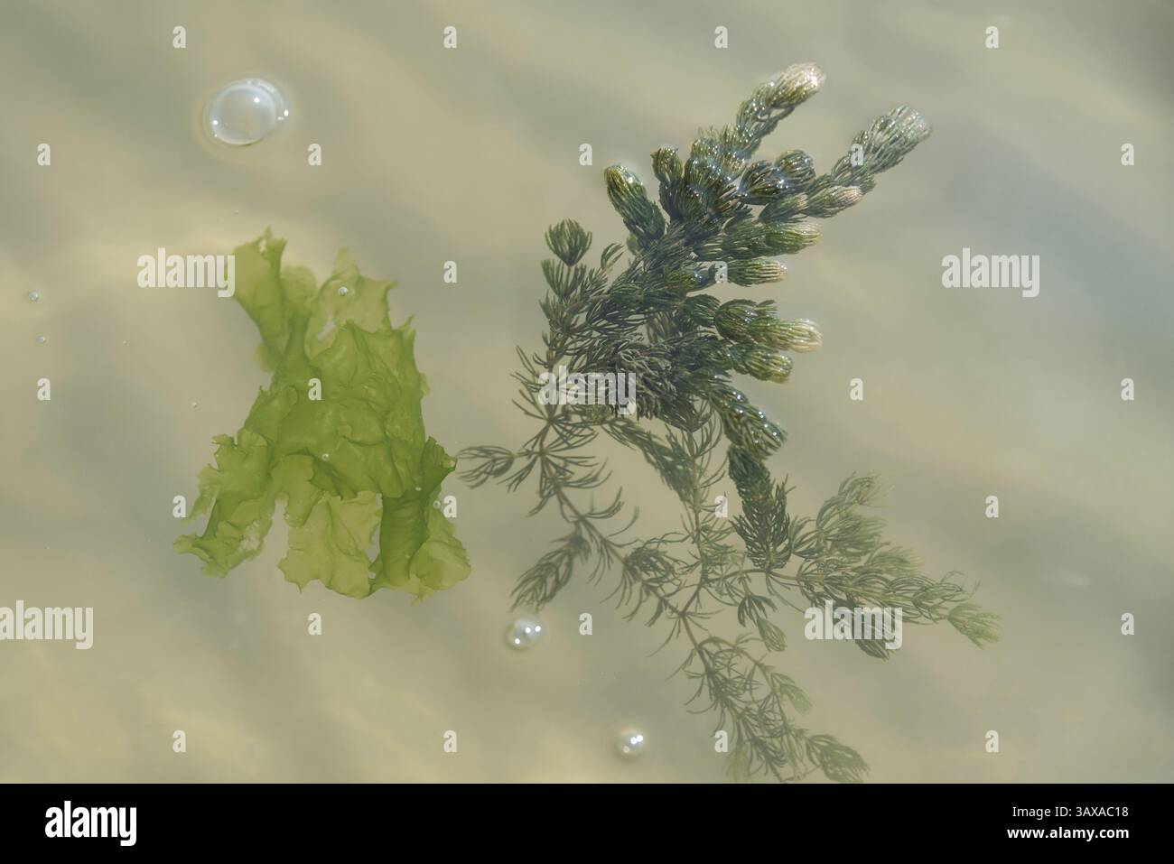 Giant kelps hi-res stock photography and images - Alamy