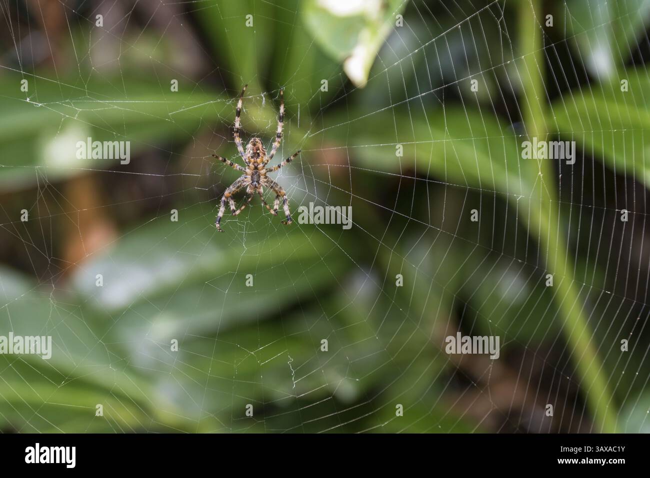 Spider lying in wait in its own web - cross spider Stock Photo - Alamy