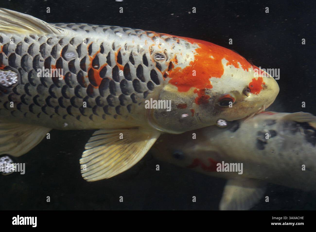 Koi varieties hi-res stock photography and images - Alamy