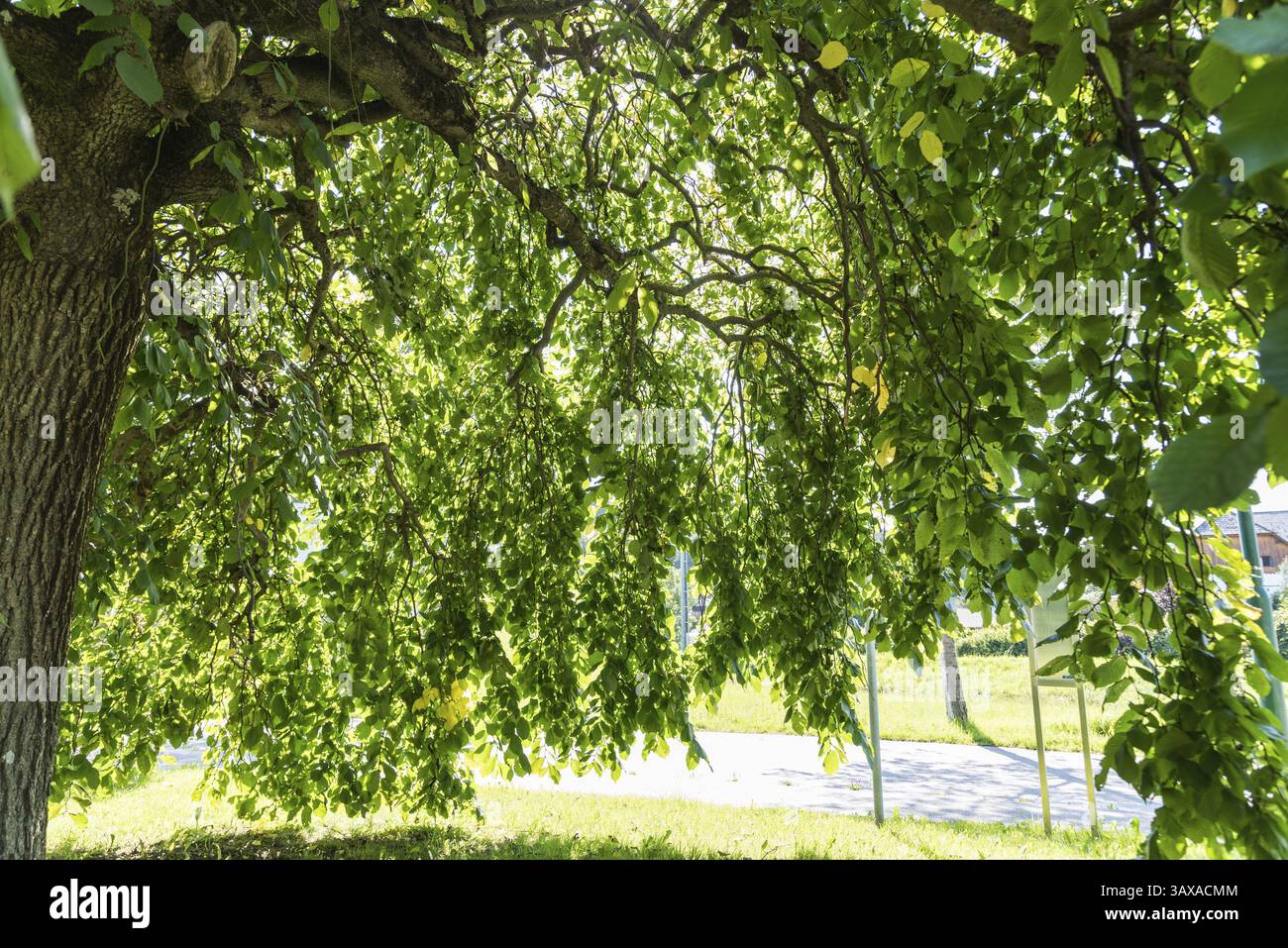 Hanging elm - View under the hanging crown of the weeping elm Stock ...