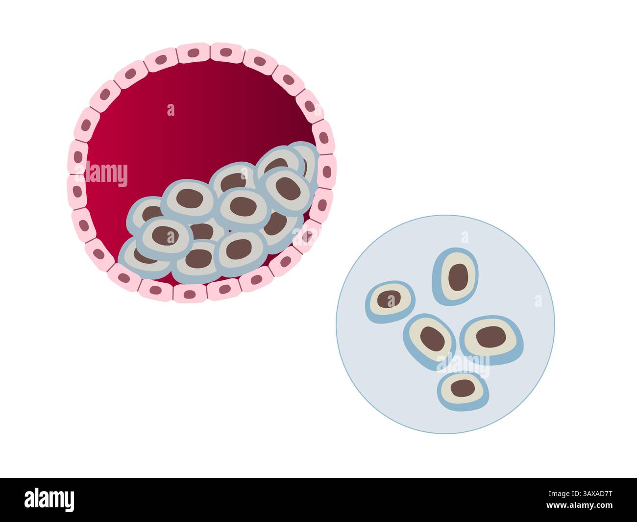 Blastocyst for stem cells cellular biology regenerative medicine tissue ...