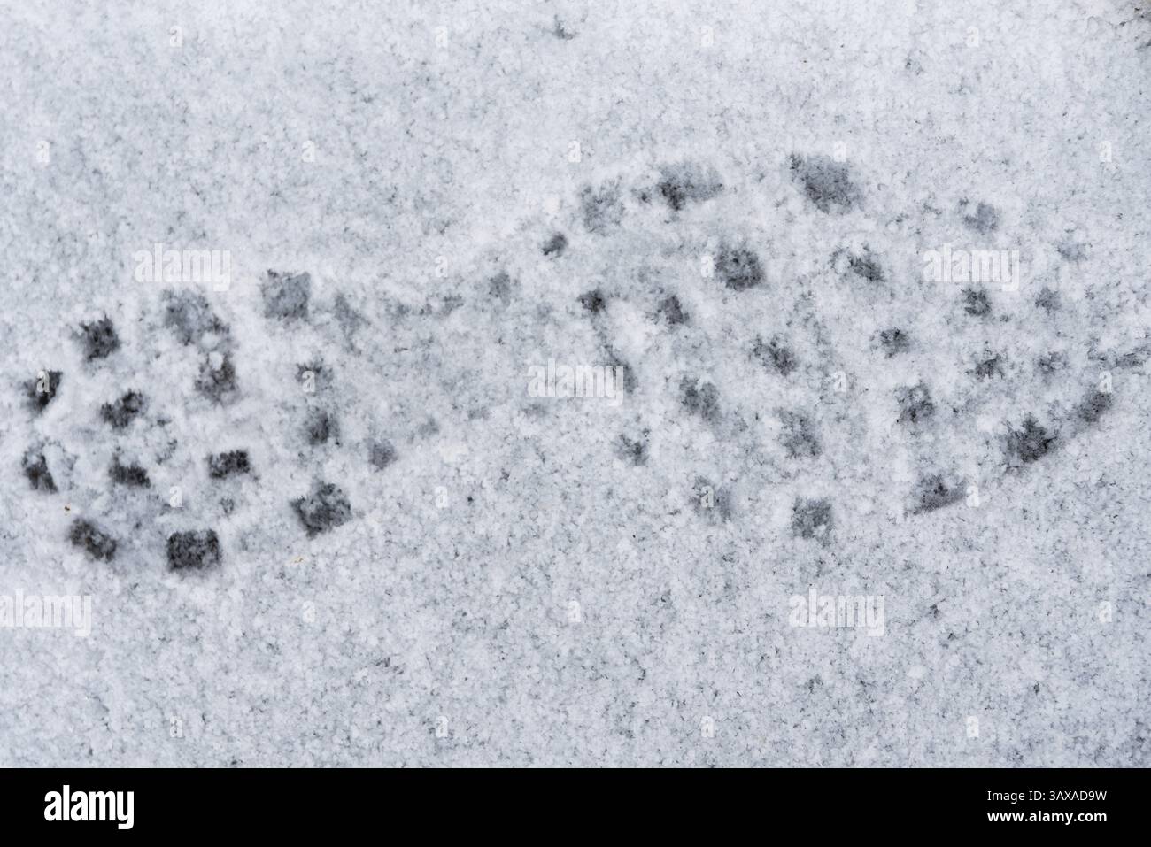 Footprint in the snow - sole profile and shoe print, footprint Stock ...