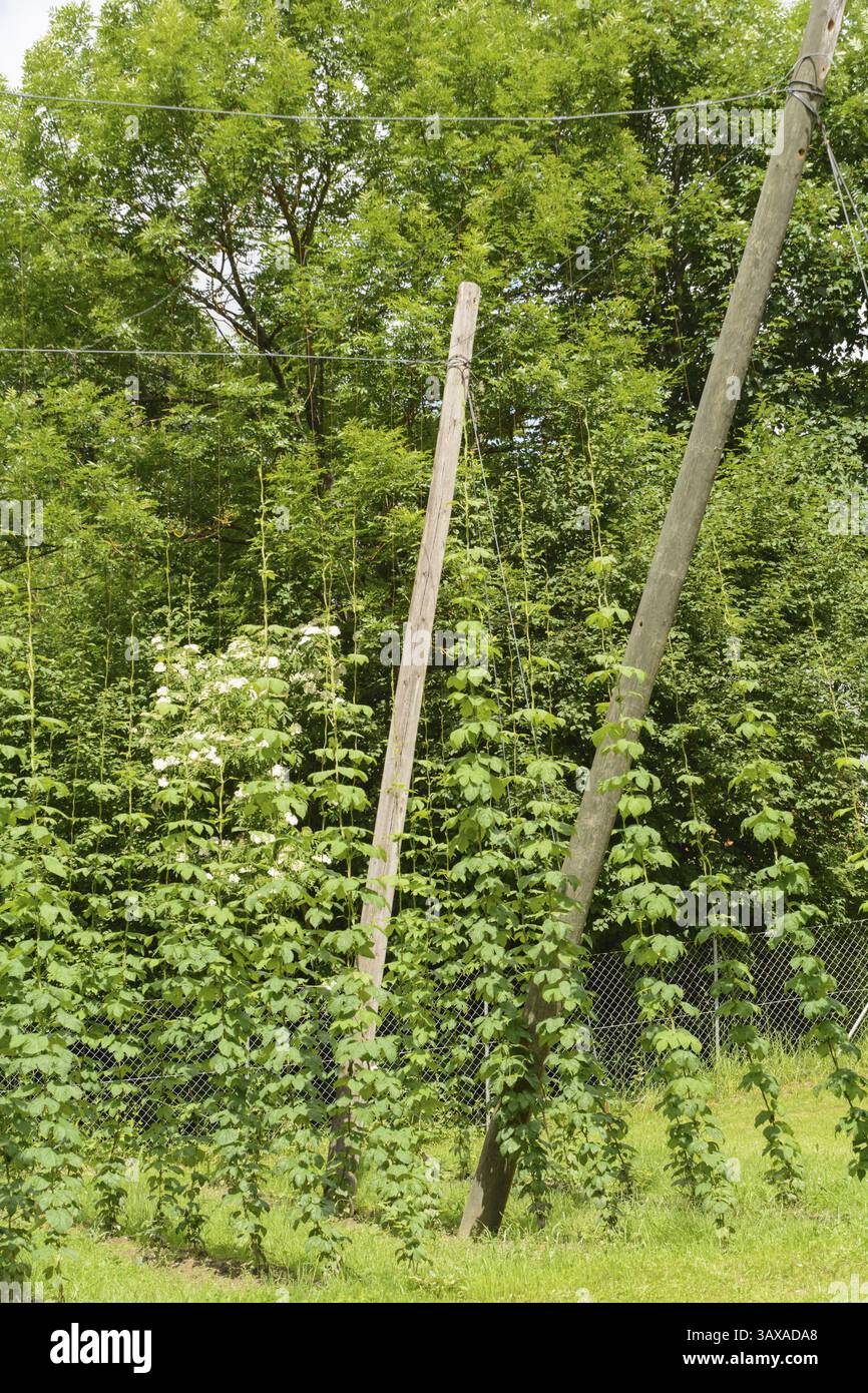 Hop growing in spring - trellis for hops Stock Photo - Alamy