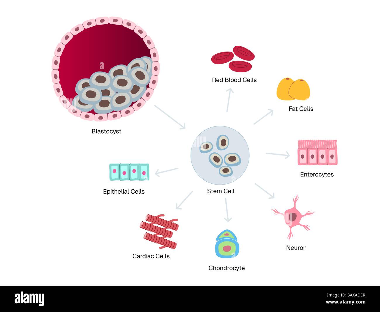 Stem cell production process from blastocyst to enterocytes cardiac ...