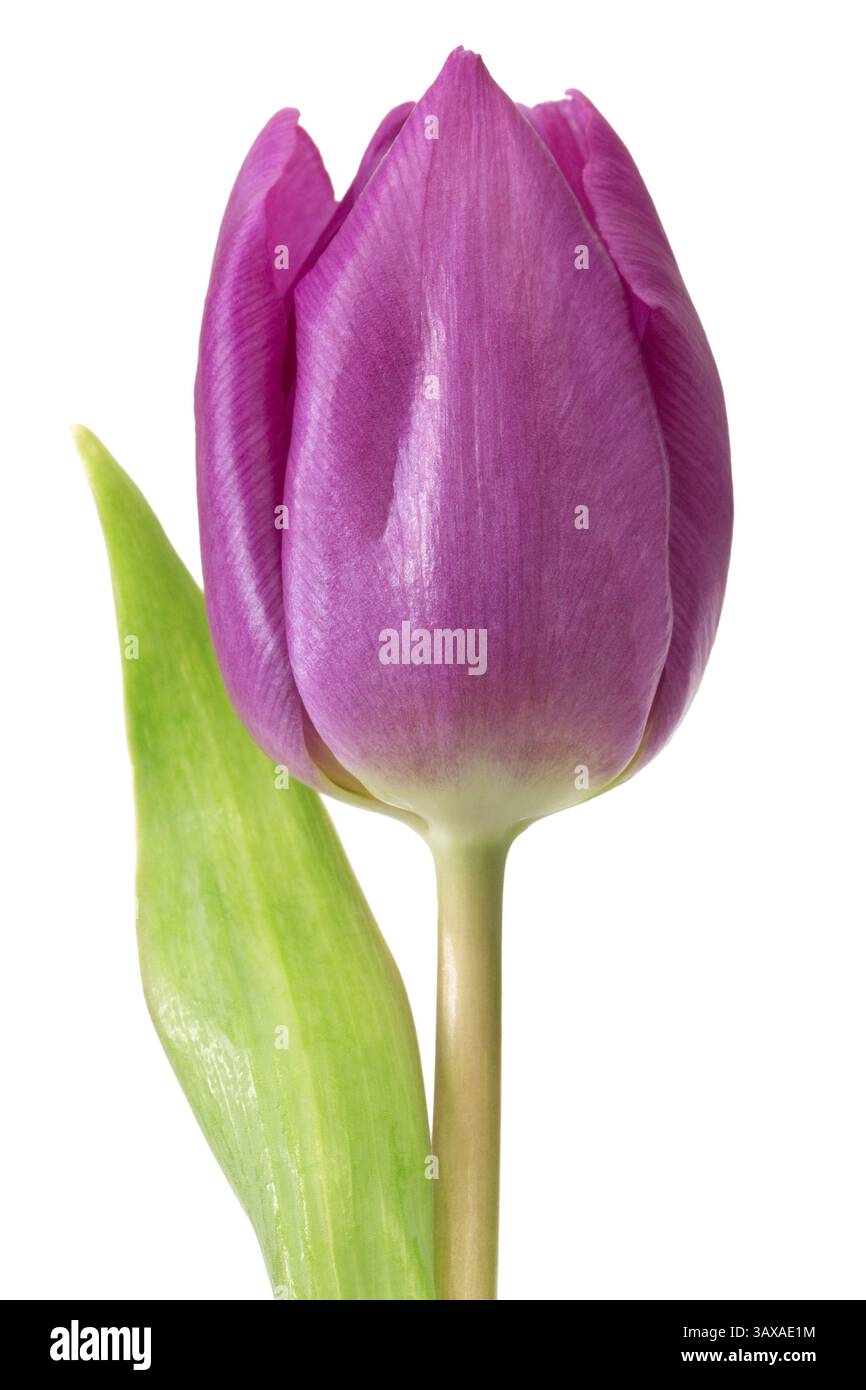 Head of a violet tulip isolated on white background Head of a violet ...