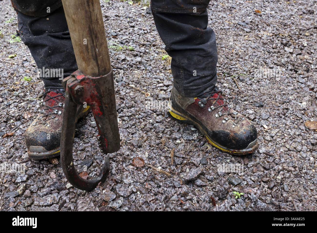 Forestry worker with log turner Stock Photo - Alamy