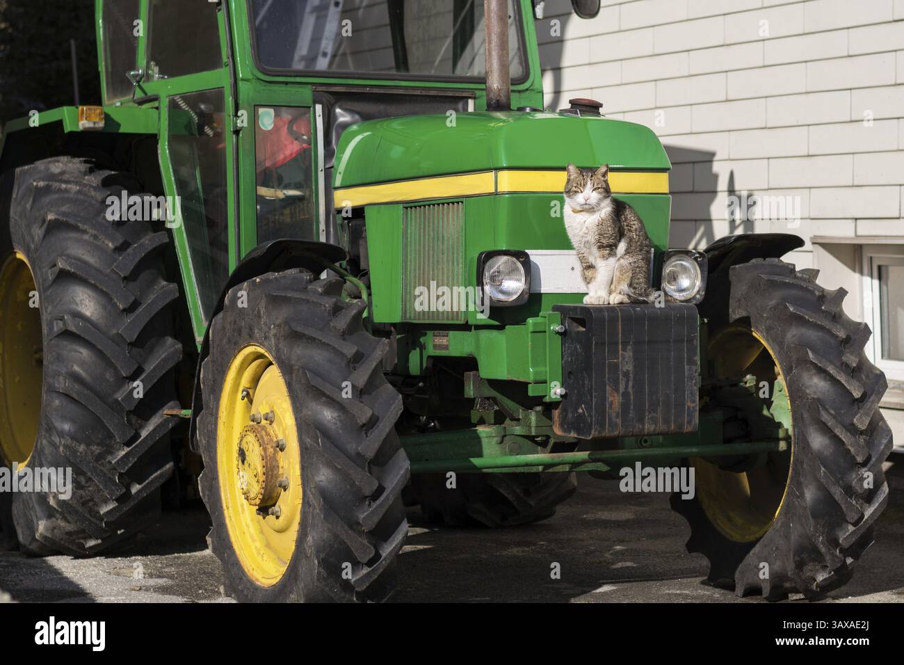 Domestic cat sits on modern tractor Stock Photo - Alamy