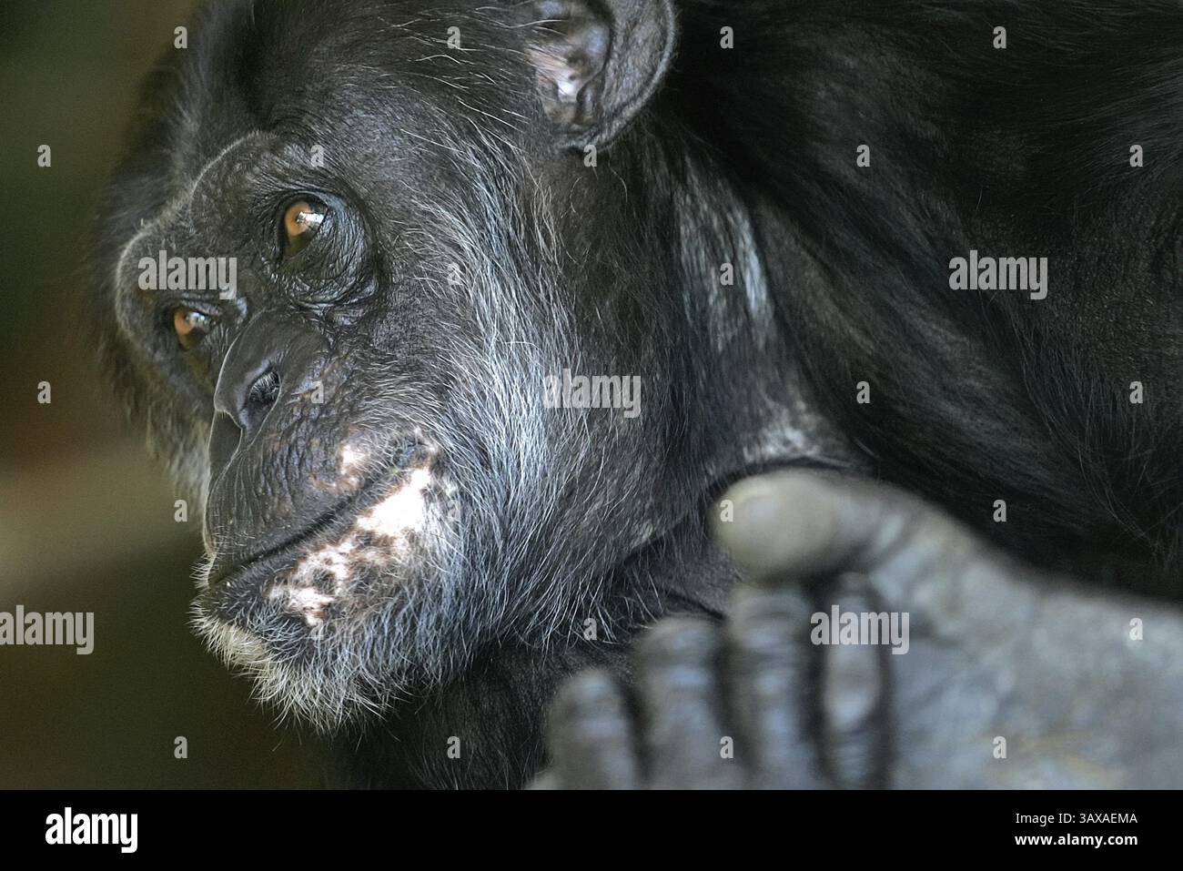Chimpanzees monkeys animals hi-res stock photography and images - Alamy