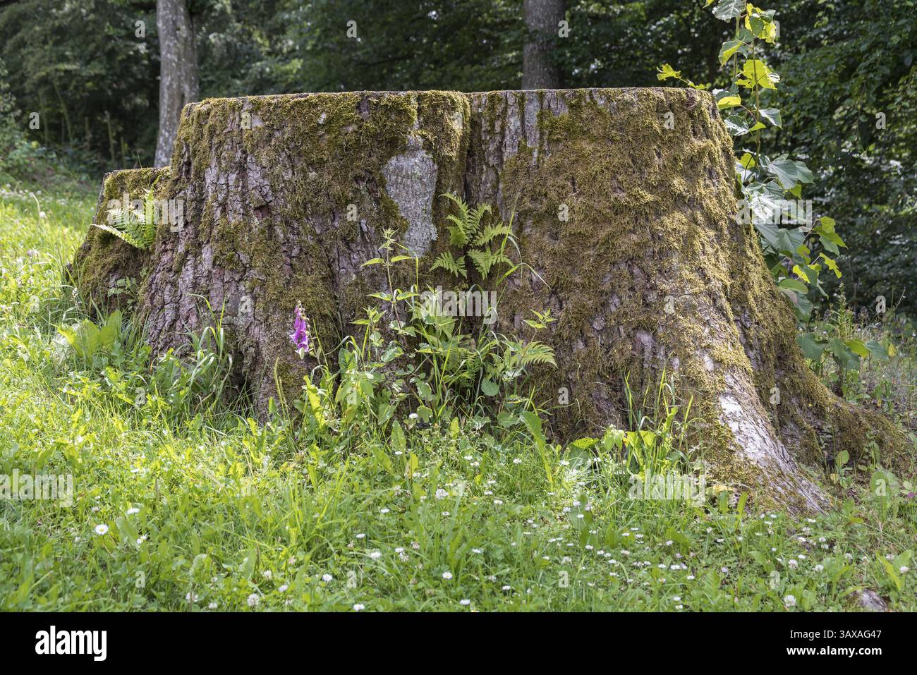 Nature photograph shows proportion of small thimble in front of large ...