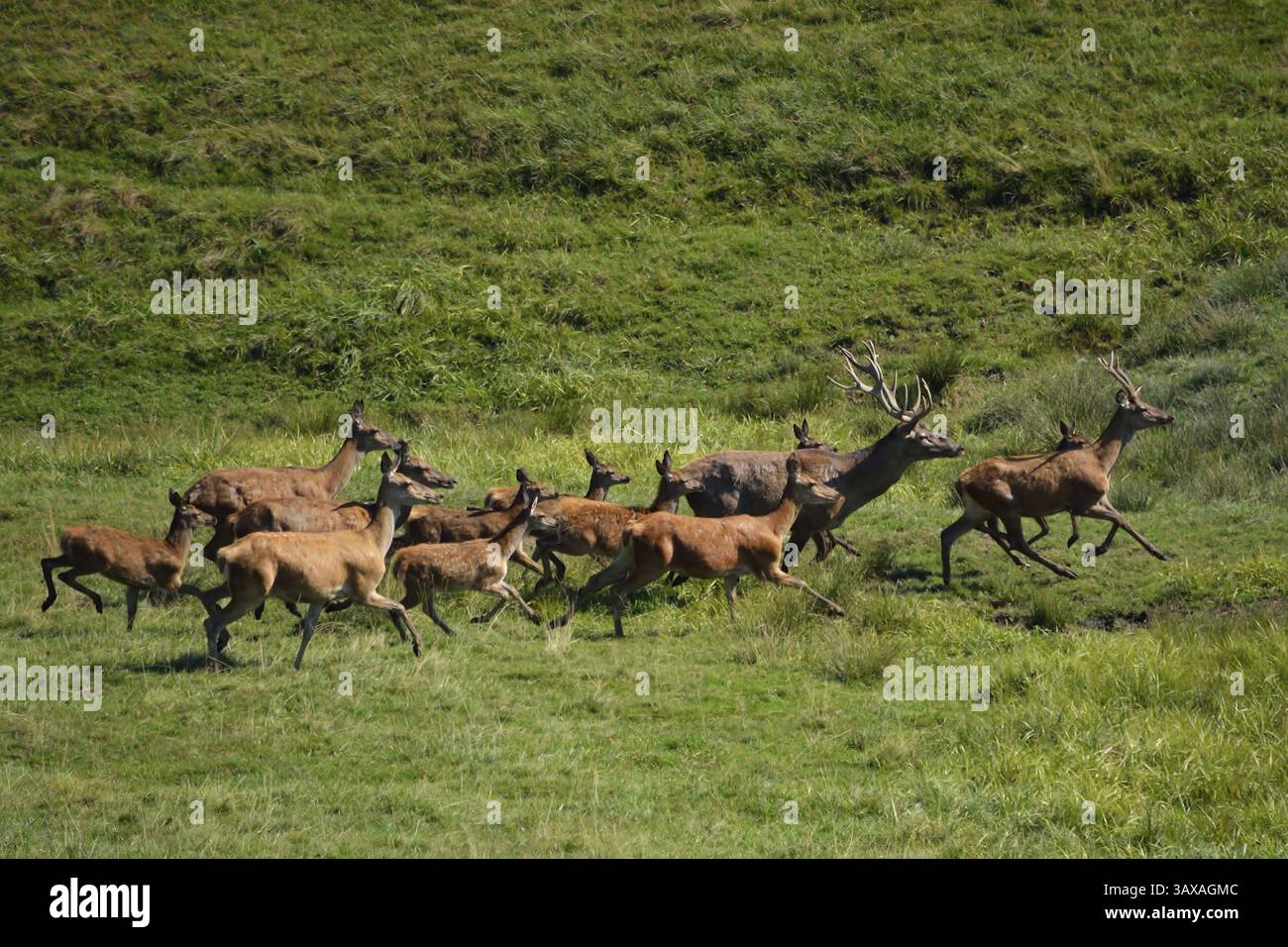 Roe deer males antler hi-res stock photography and images - Alamy