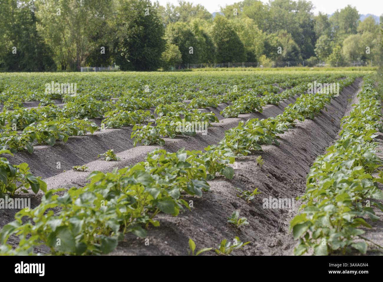 Large vegetable plantation with potatoes Stock Photo - Alamy