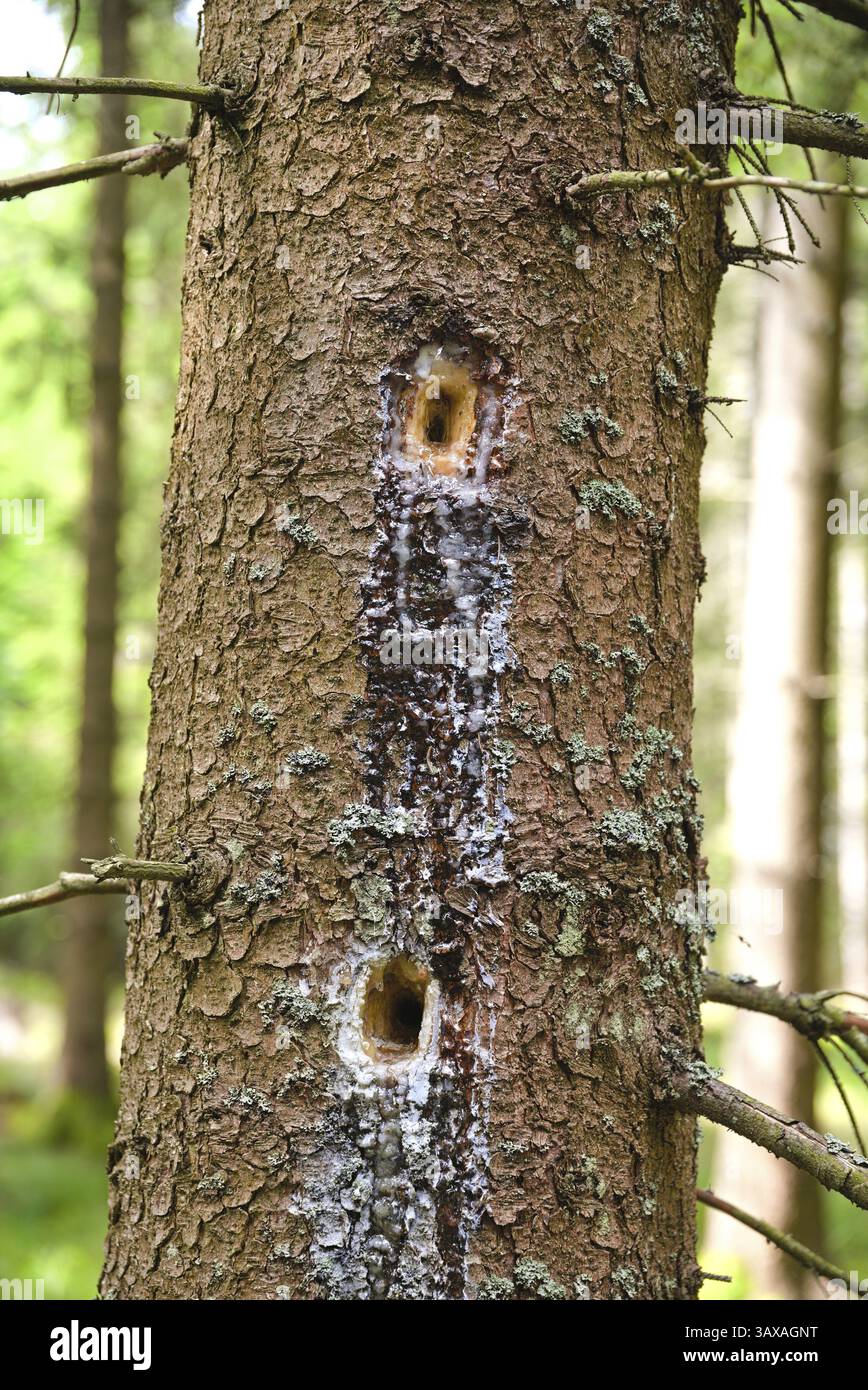 Woodpecker left holes in hi-res stock photography and images - Alamy