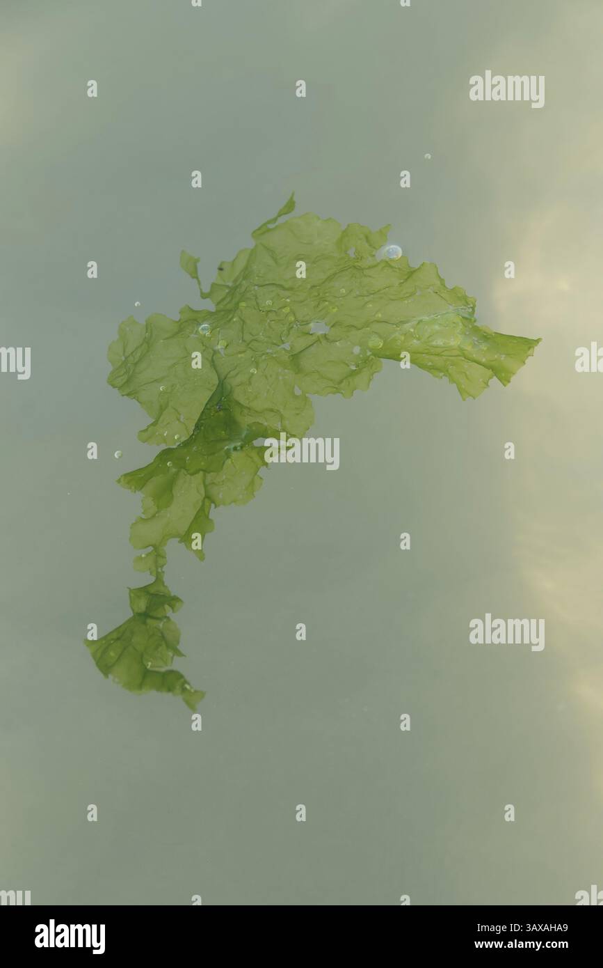 Seaweed floating on the sea surface - close-up of seaweed Stock Photo ...