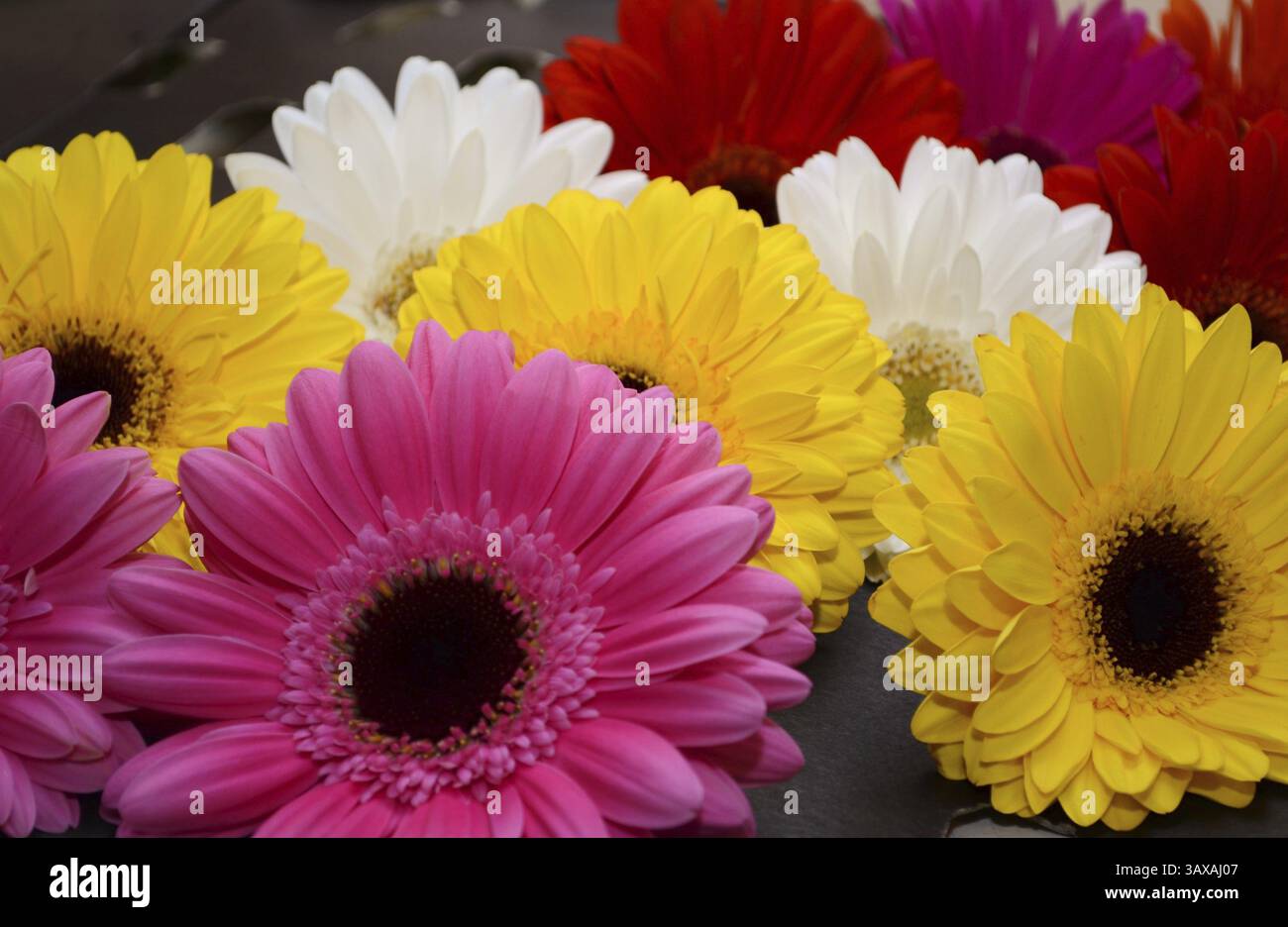 Large variety of colours hi-res stock photography and images - Alamy