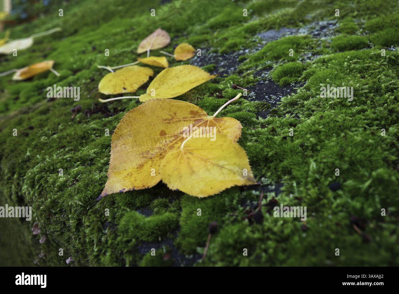Fall foliage color moss hi-res stock photography and images - Alamy