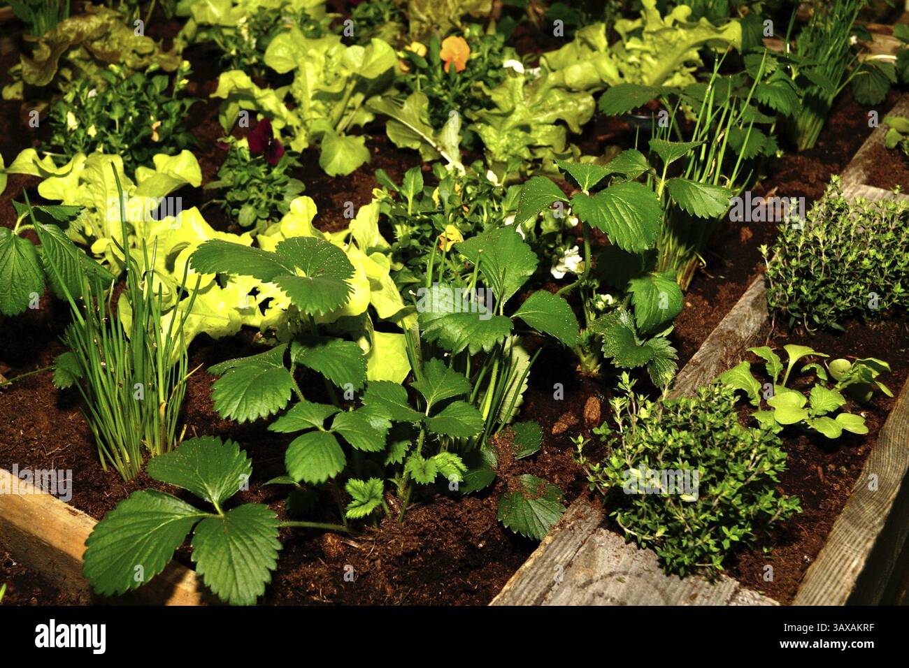 Raised vegetable bed with various vegetables Stock Photo - Alamy