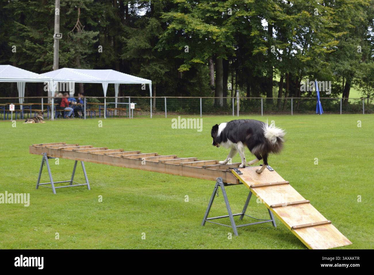 Dog obedience practice hi-res stock photography and images - Alamy