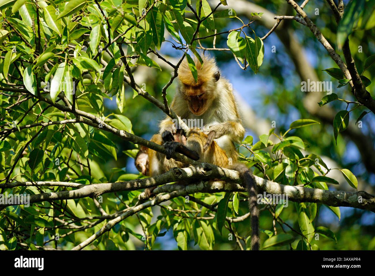 macaque monkey in the tree on a safari in udawalewe in sri lanka Stock ...