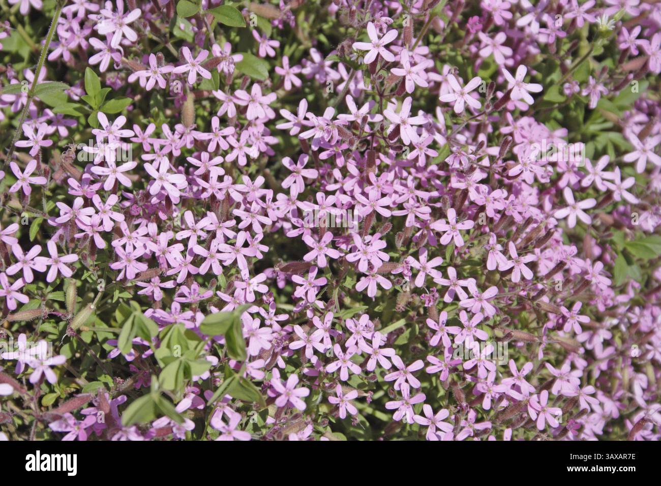 Violet carpet hi-res stock photography and images - Alamy