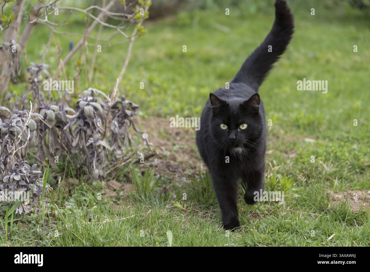 Black cat sneaking in the green grass - outdoor cat Stock Photo - Alamy