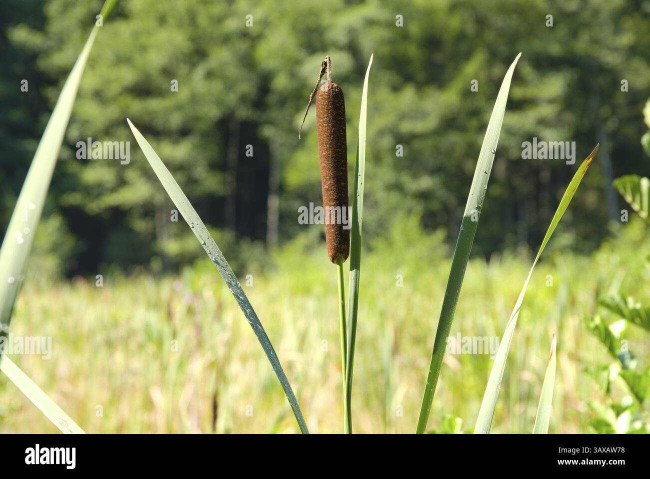 Broad-leaved cattail as an ornamental plant - bulbous marsh plant ...