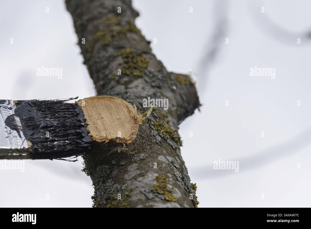 Gardener applies tar to the cut surface of a fruit tree after pruning ...