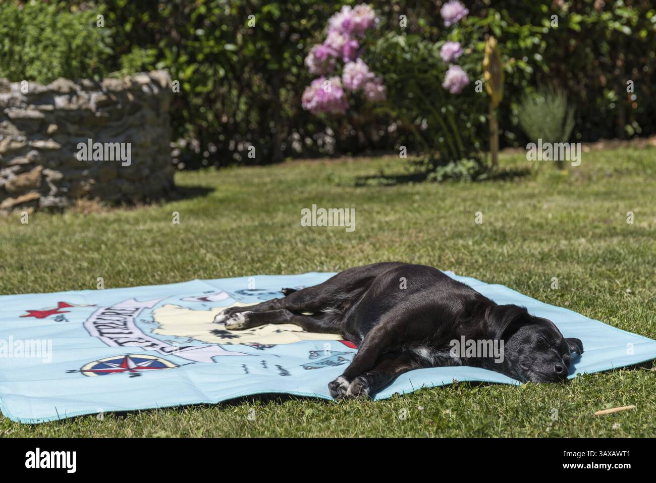 Black Labrador mixed-breed sunbathing on a bath towel in the meadow ...