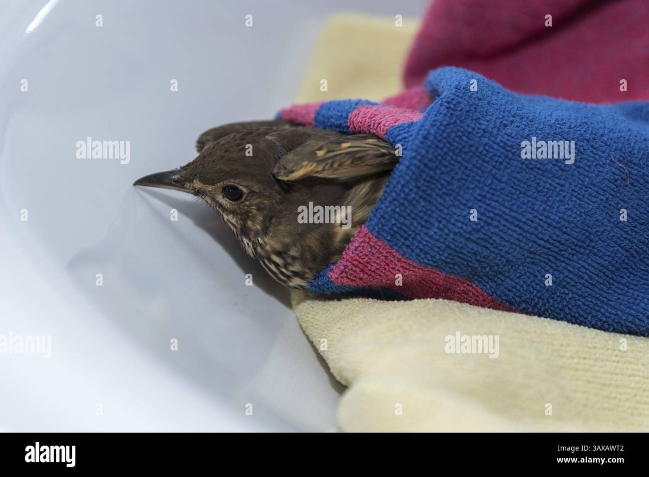 First aid for an injured bird - close-up of a thrush Stock Photo - Alamy