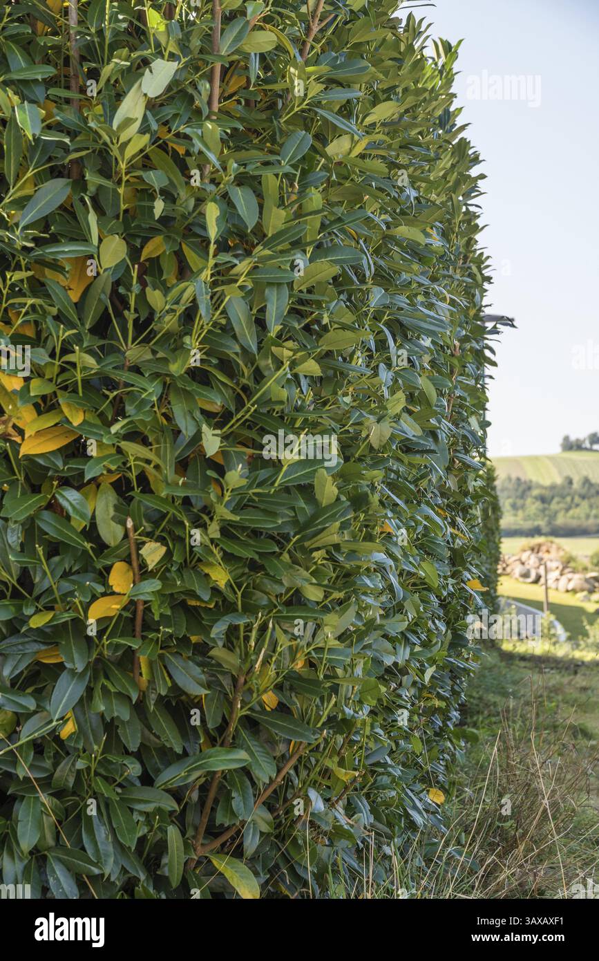 Cherry laurel - hedge trimming and neat natural garden fence and ...