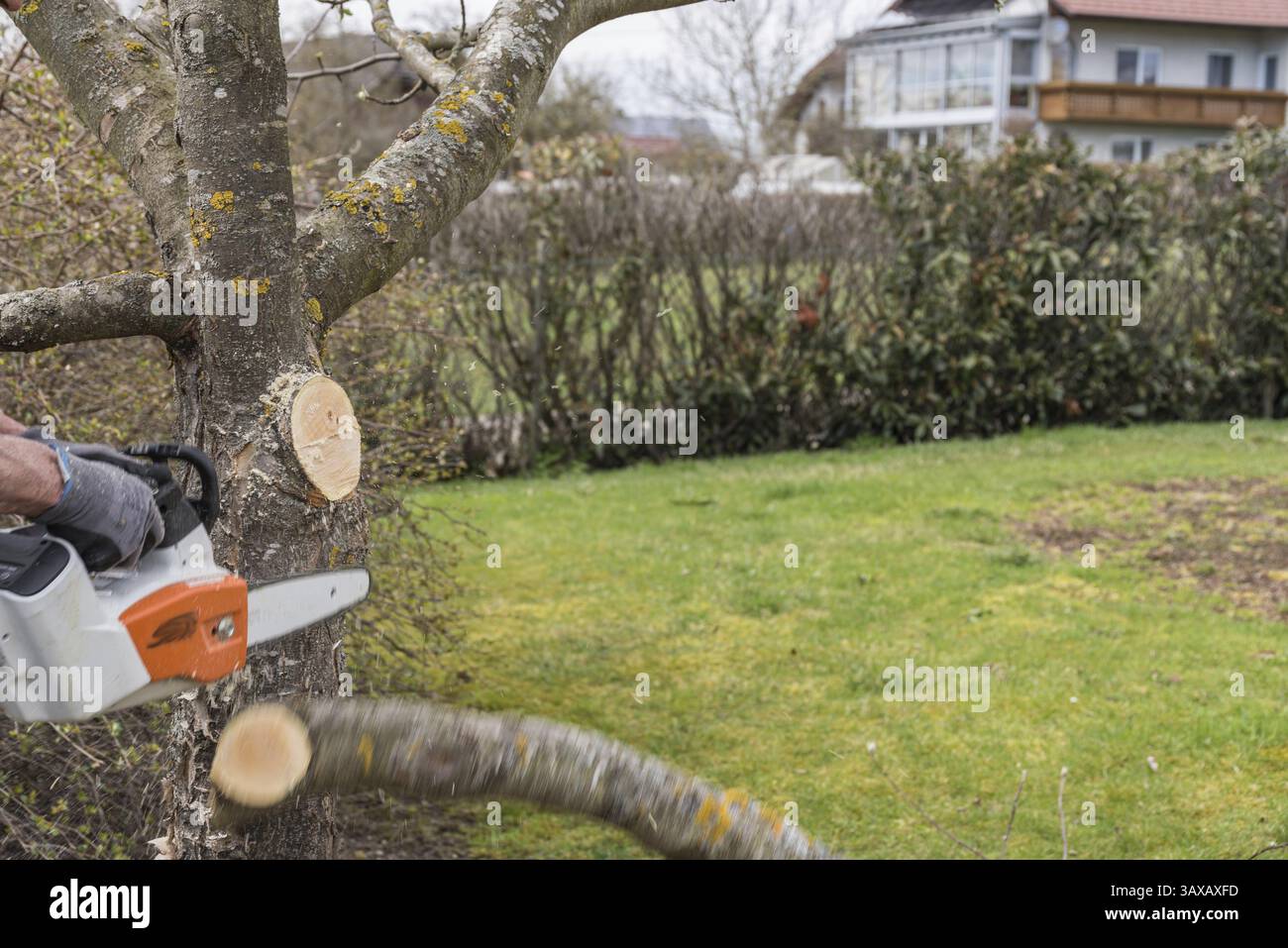 Gardener pruning fruit tree with chainsaw - close-up tree pruning Stock ...