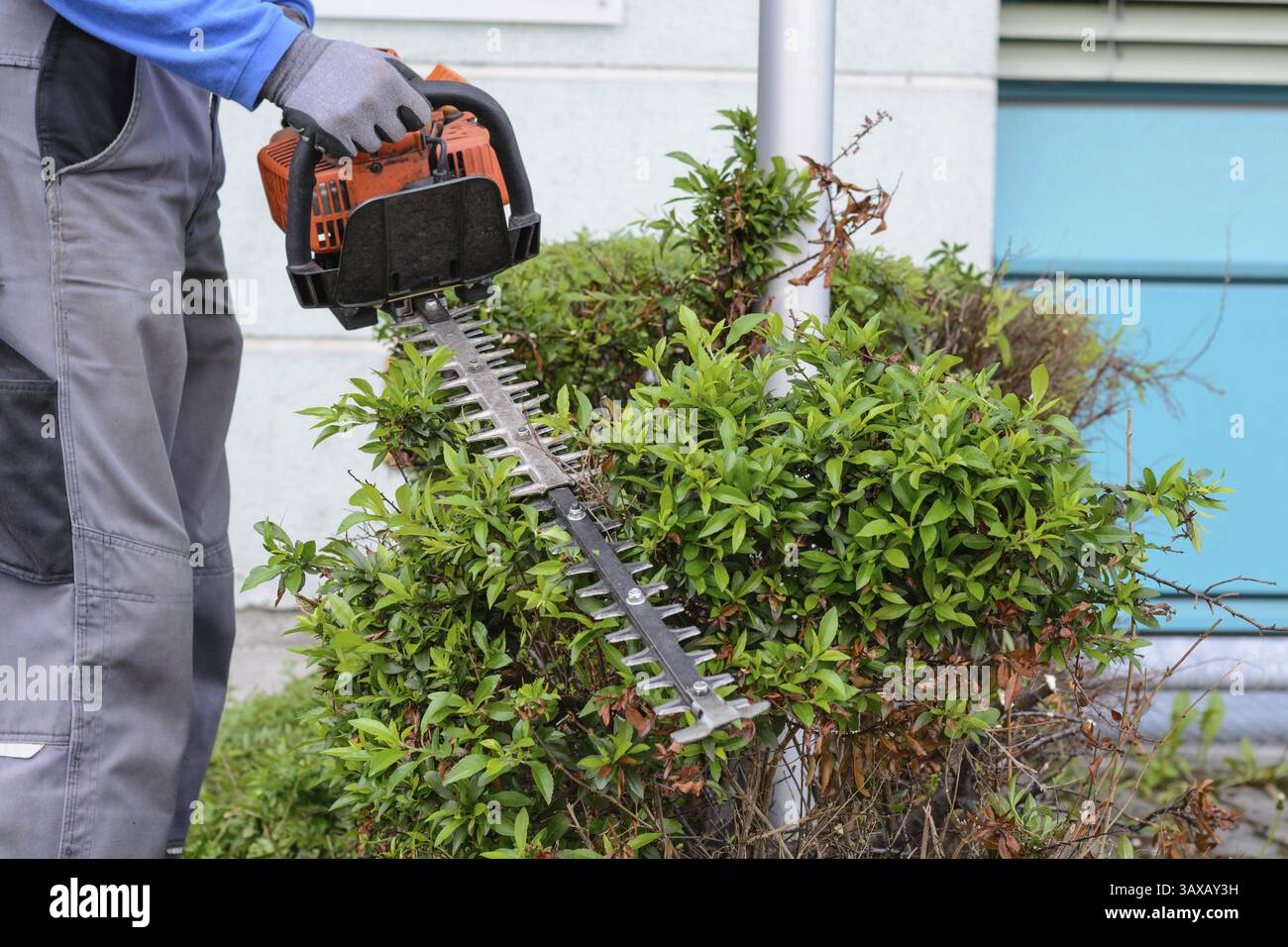 Professional gardener work cuts hi-res stock photography and images - Alamy