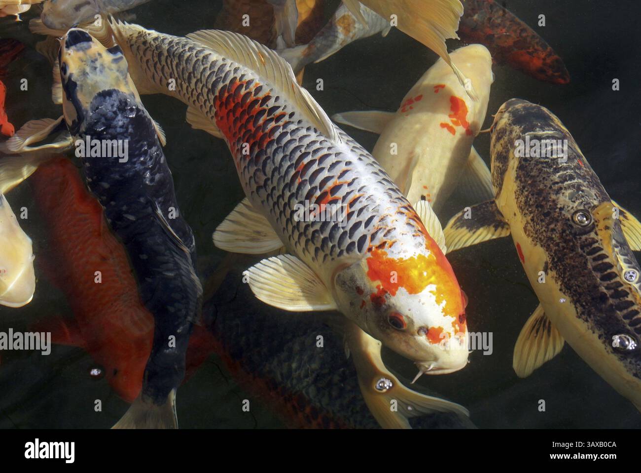 Koi fins hi-res stock photography and images - Alamy