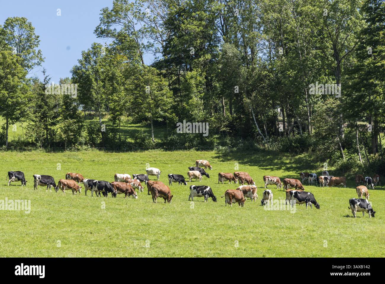 Lots of cows on pasture - Simmental cattle and livestock, species ...