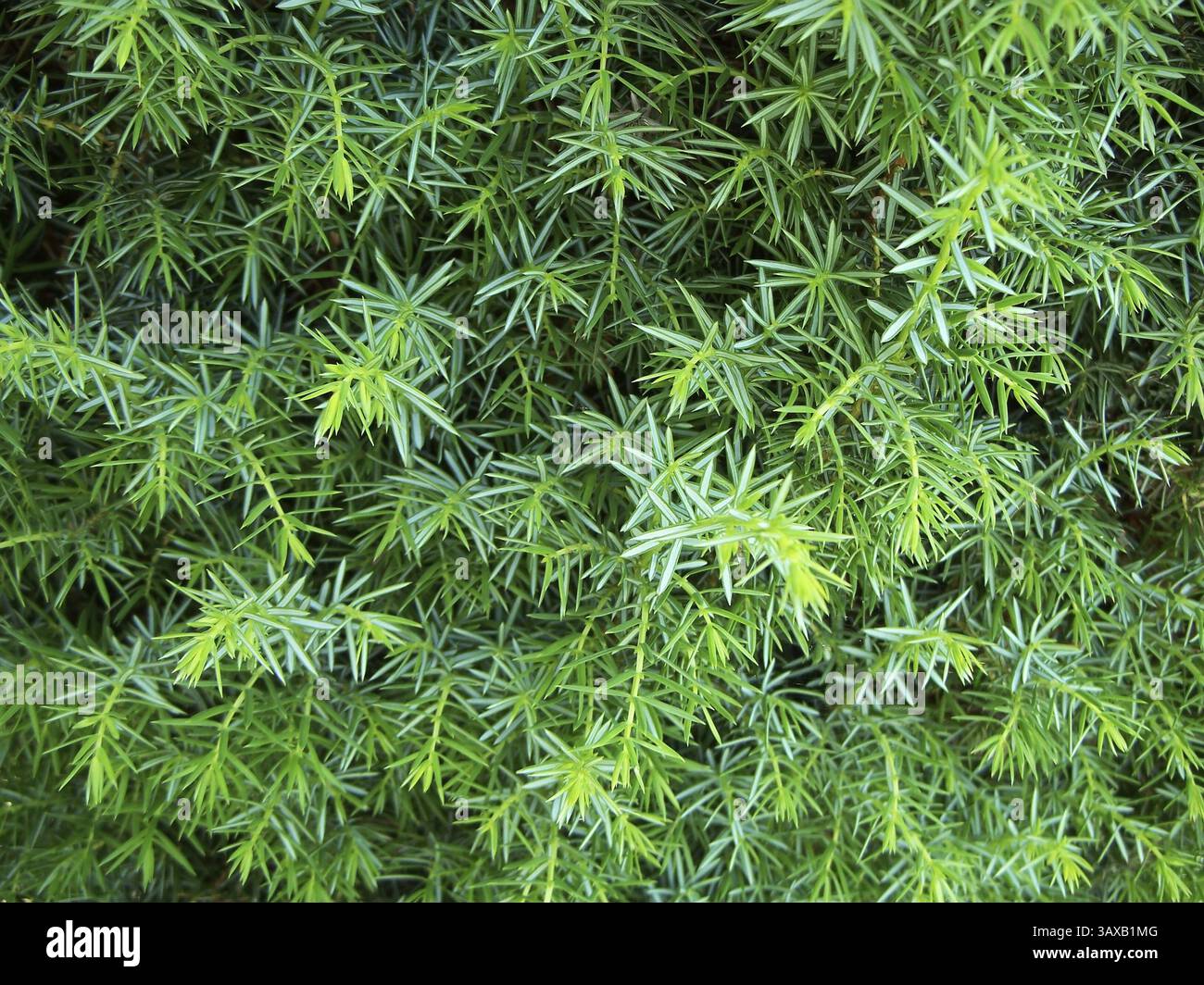 Common juniper - Juniperus communis Stock Photo - Alamy