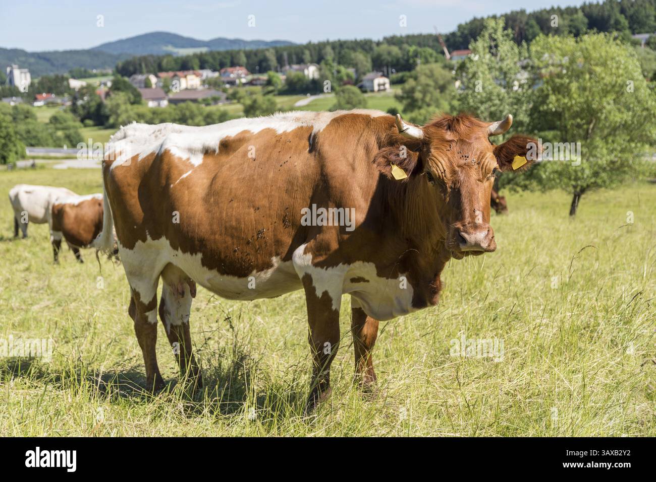 Idyllic Simmental cattle farming - cows on the pasture Stock Photo - Alamy