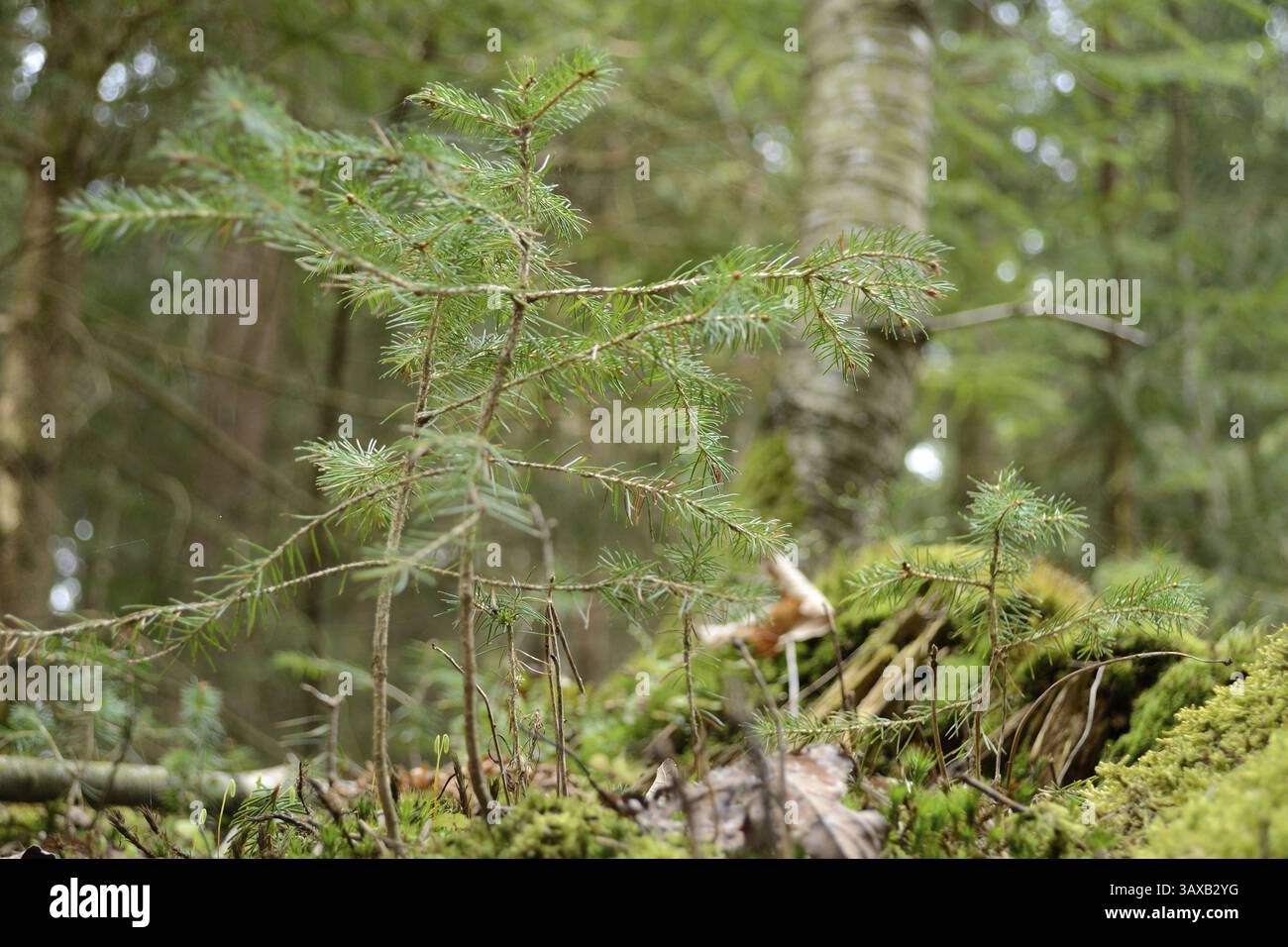 Tiny spruces hi-res stock photography and images - Alamy