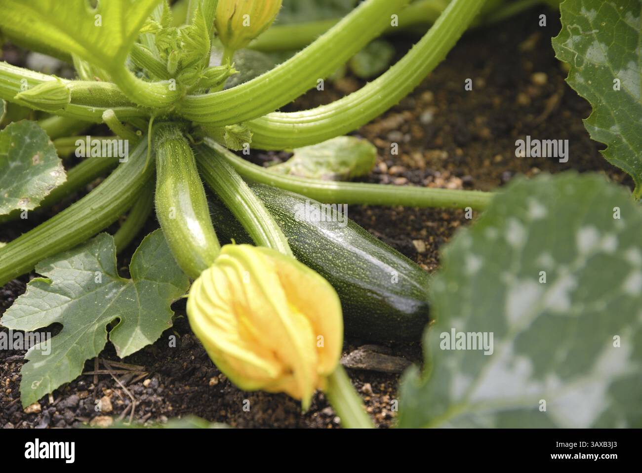 Courgettes growing in the raised bed of the vegetable garden - close-up ...