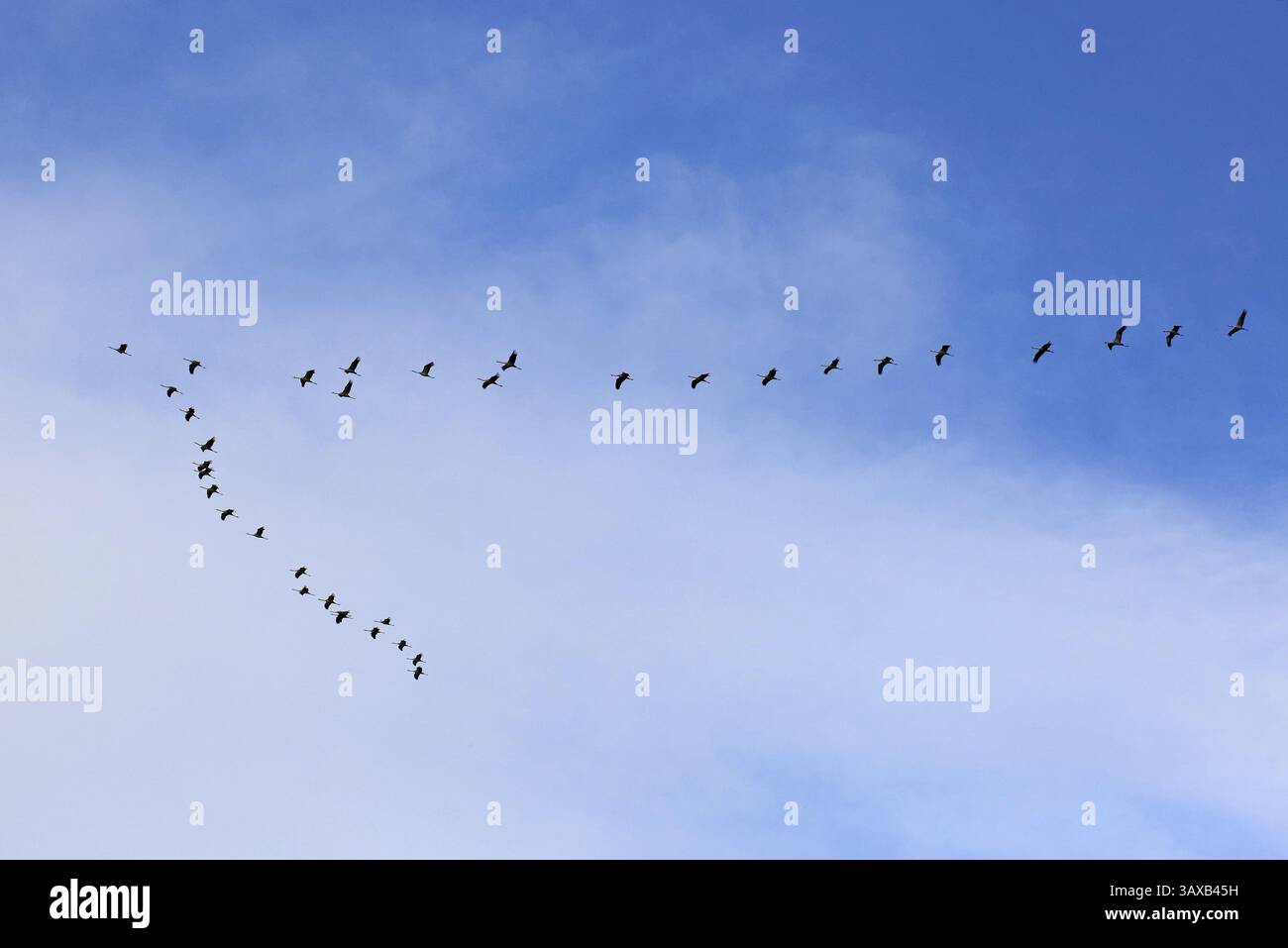 Medical migration hi-res stock photography and images - Alamy