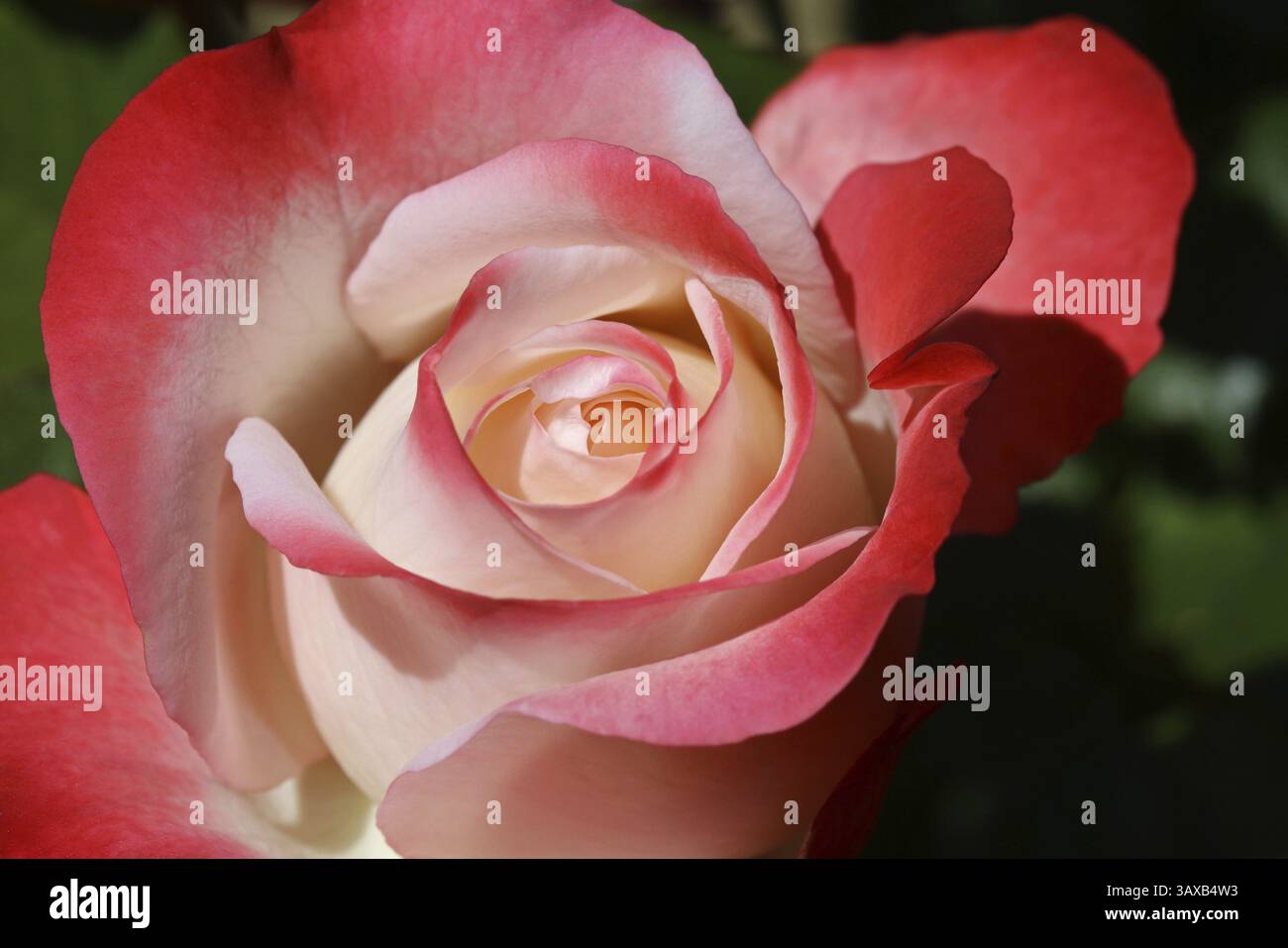 Plants rose blooms hi-res stock photography and images - Alamy