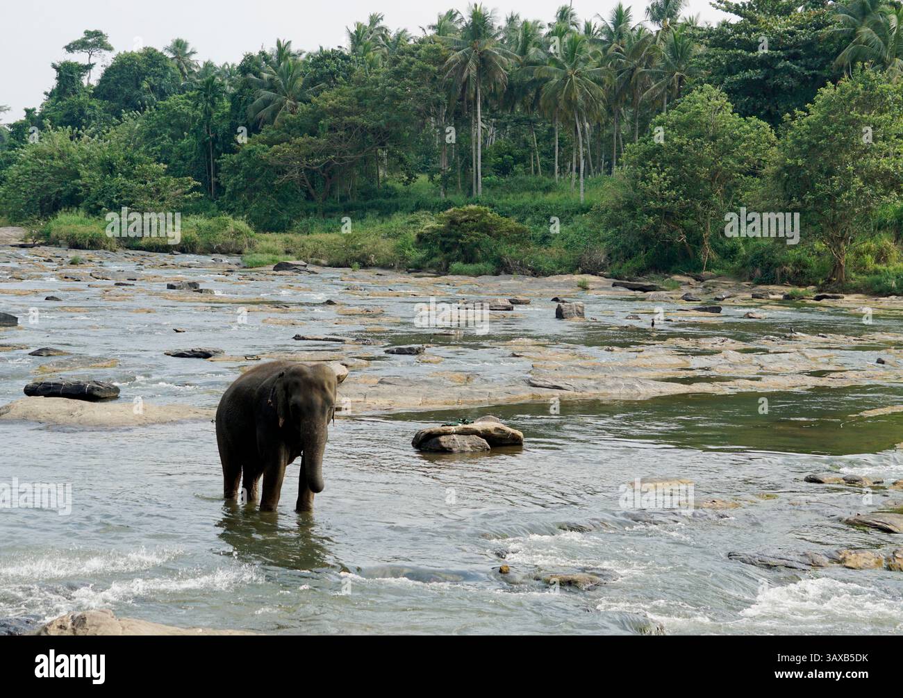 elephant river bathing in pinawala in sri lanka Stock Photo - Alamy