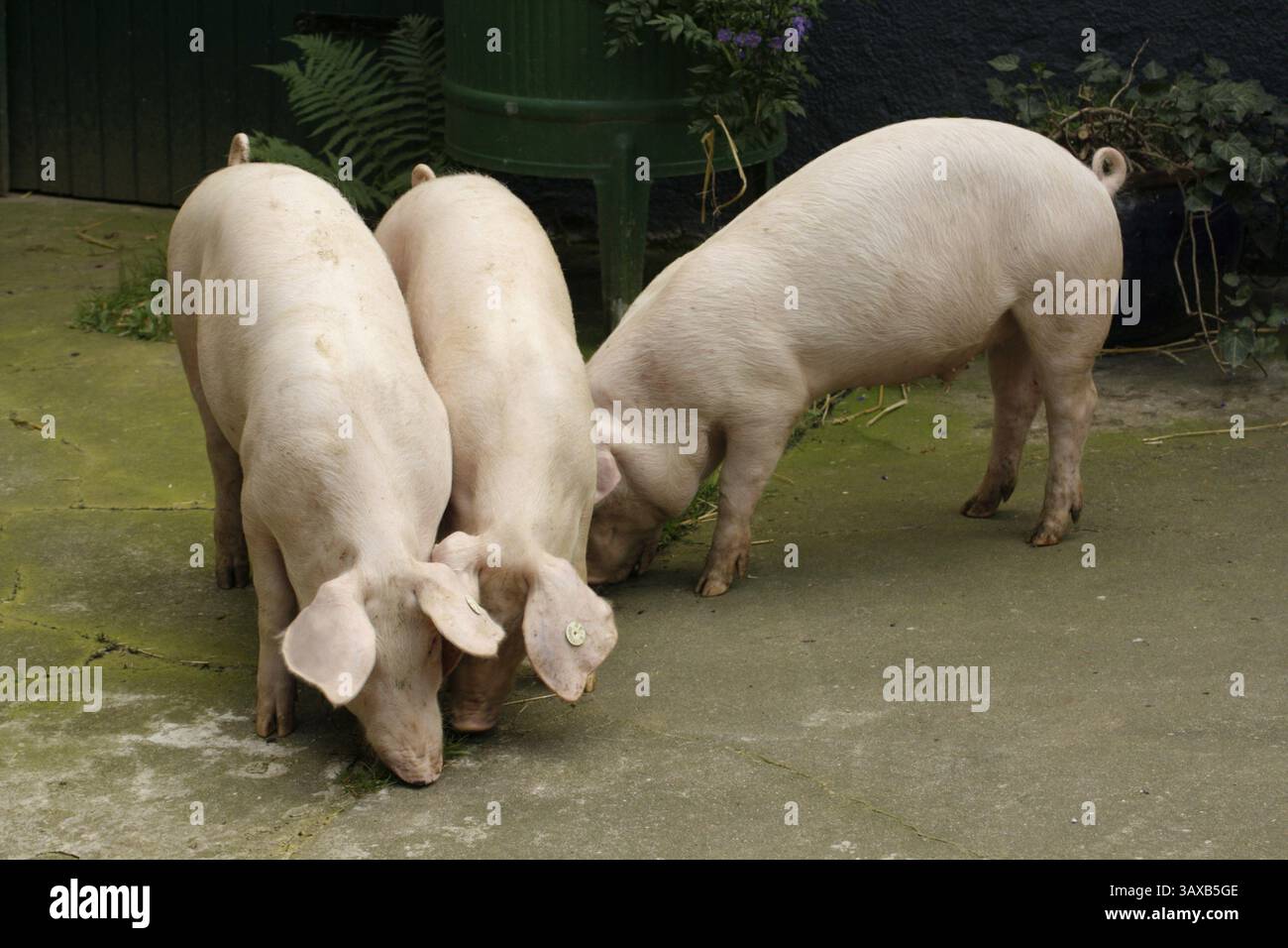 Pork trunks hi-res stock photography and images - Alamy