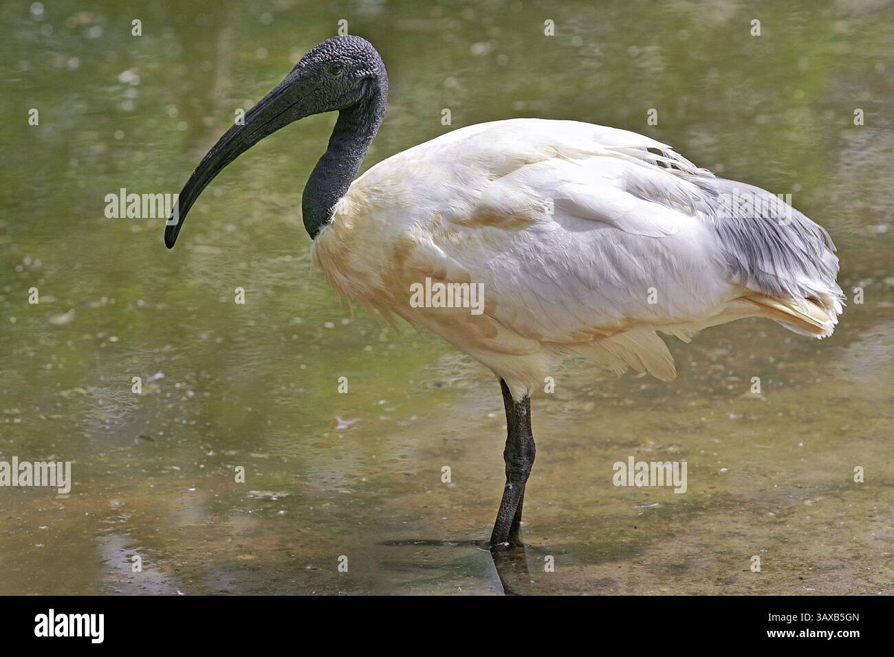 Indian ibis hi-res stock photography and images - Alamy