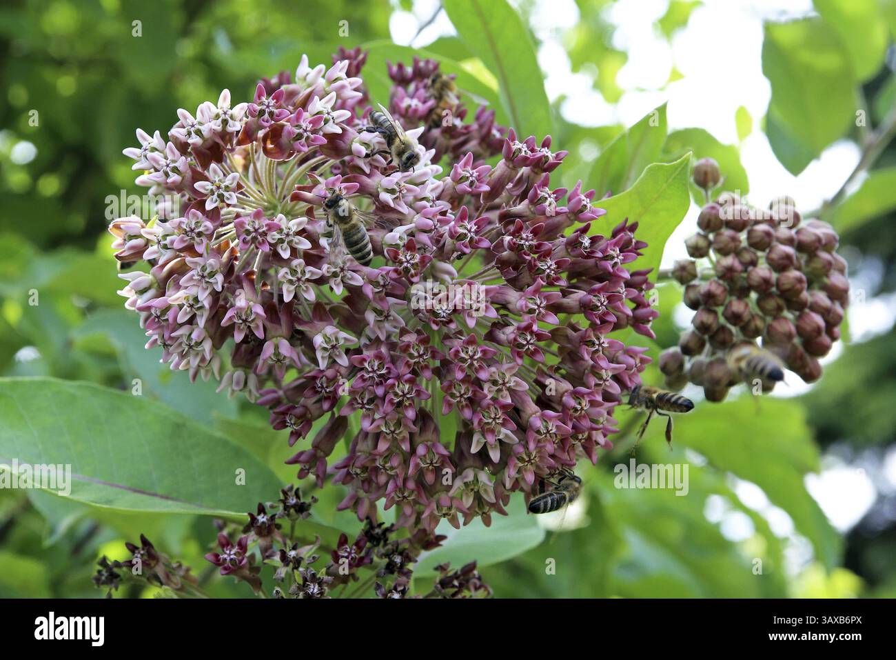 Parrot weed hi-res stock photography and images - Alamy