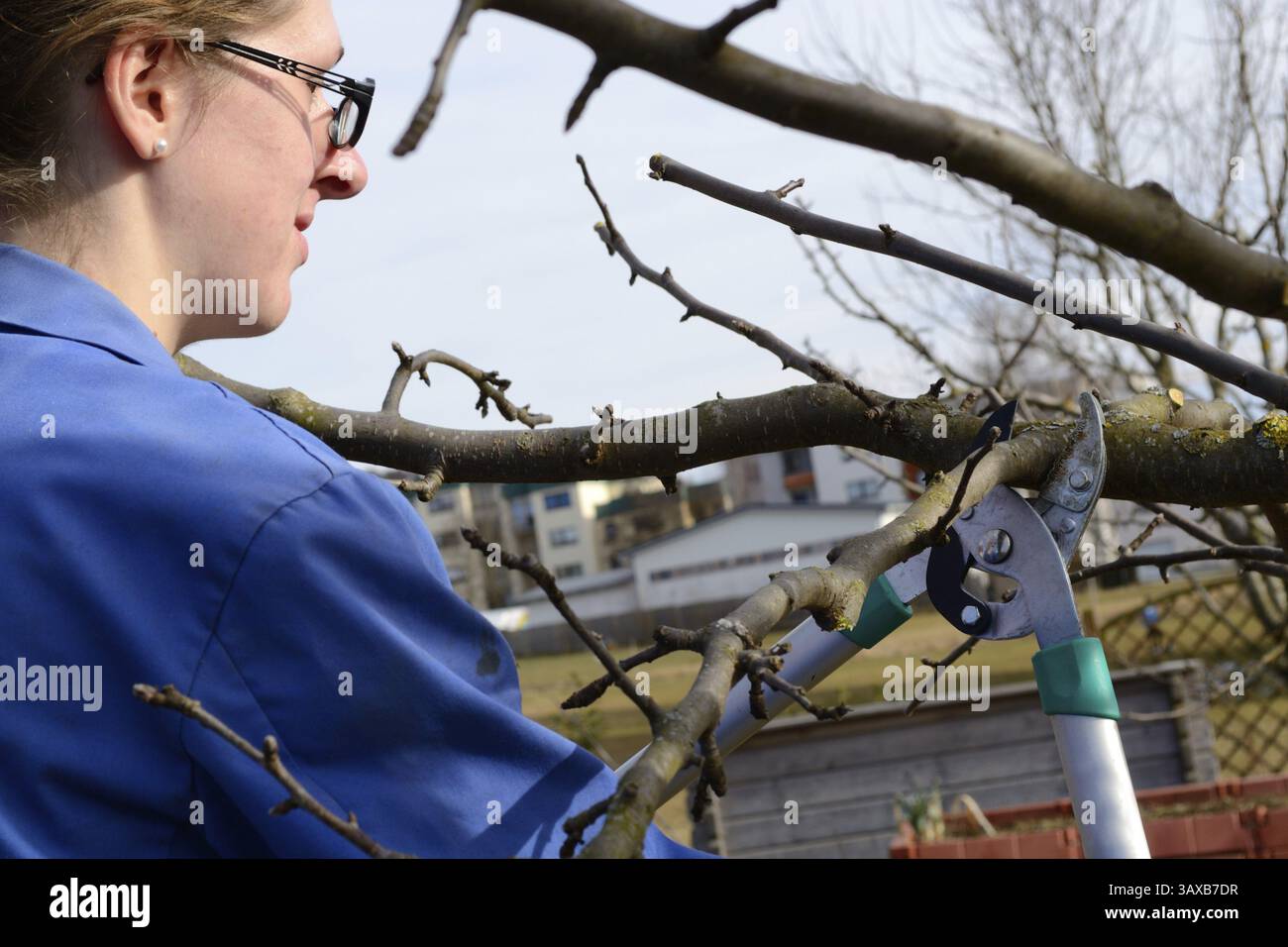Apple orchards young trees hi-res stock photography and images - Alamy