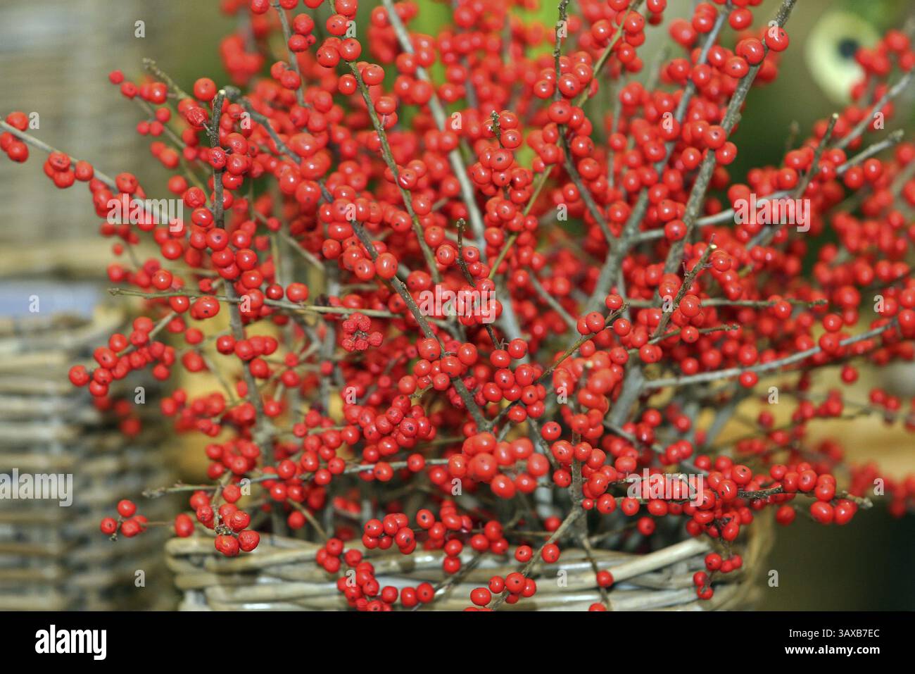 Branches with red berries Stock Photo - Alamy