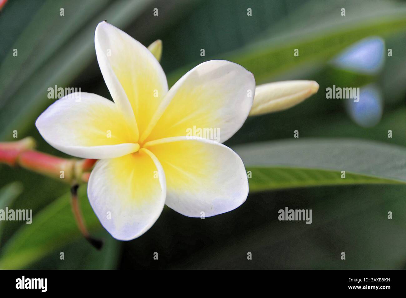 Flowers, Temple tree (Plumeria rubra), at Sisodia Rani Ka Bagh Palace ...