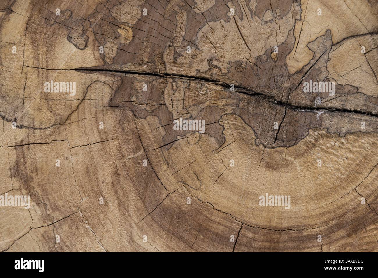 Cut surface and structure of a pruned tree - hardwood and background ...