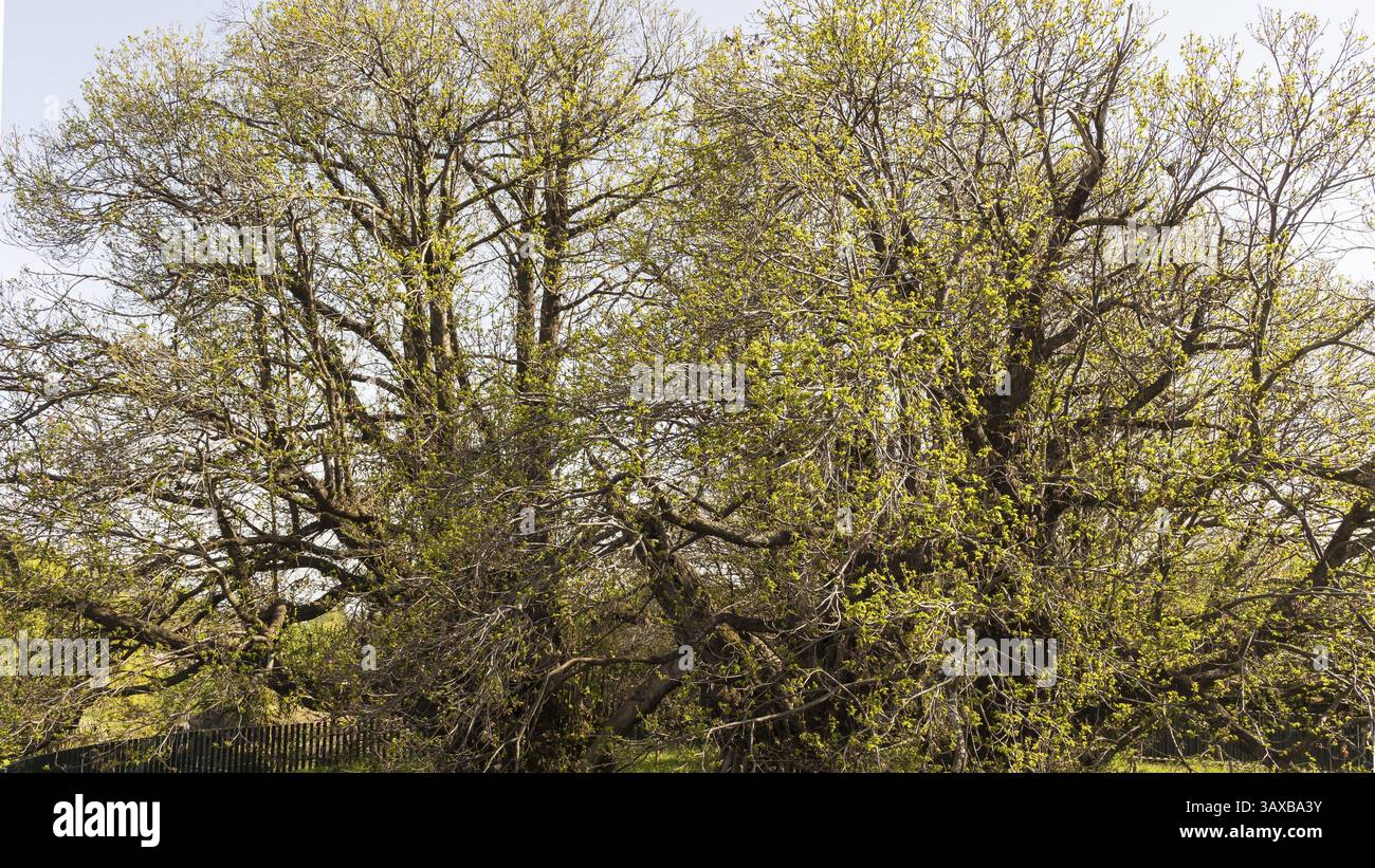 View of millennial chestnut tree located in Sicily - Italy Stock Photo ...