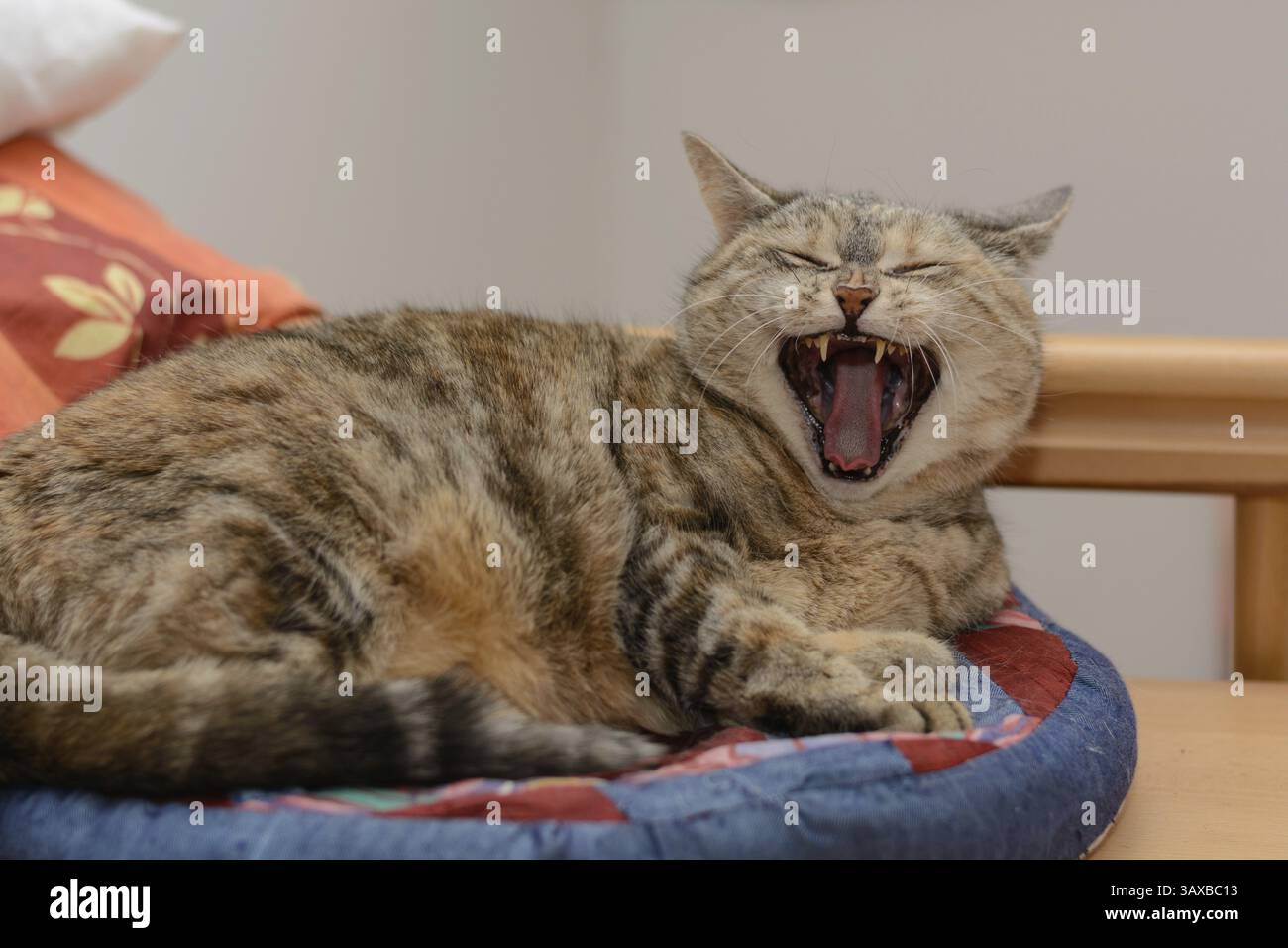 Grey big cat yawning on the cat bed, her sleeping place Stock Photo - Alamy